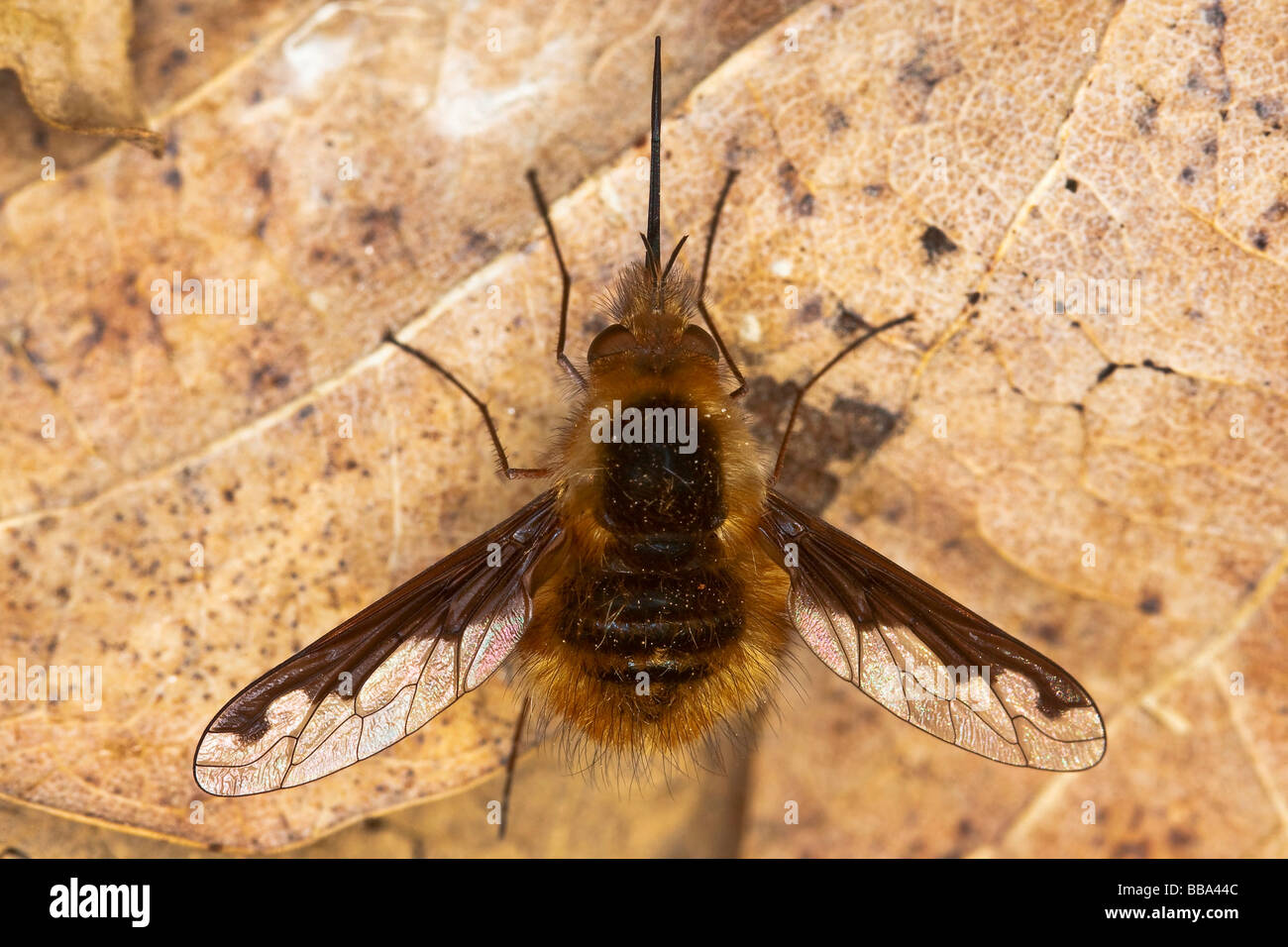 Large bee fly (Bombylius major Stock Photo - Alamy