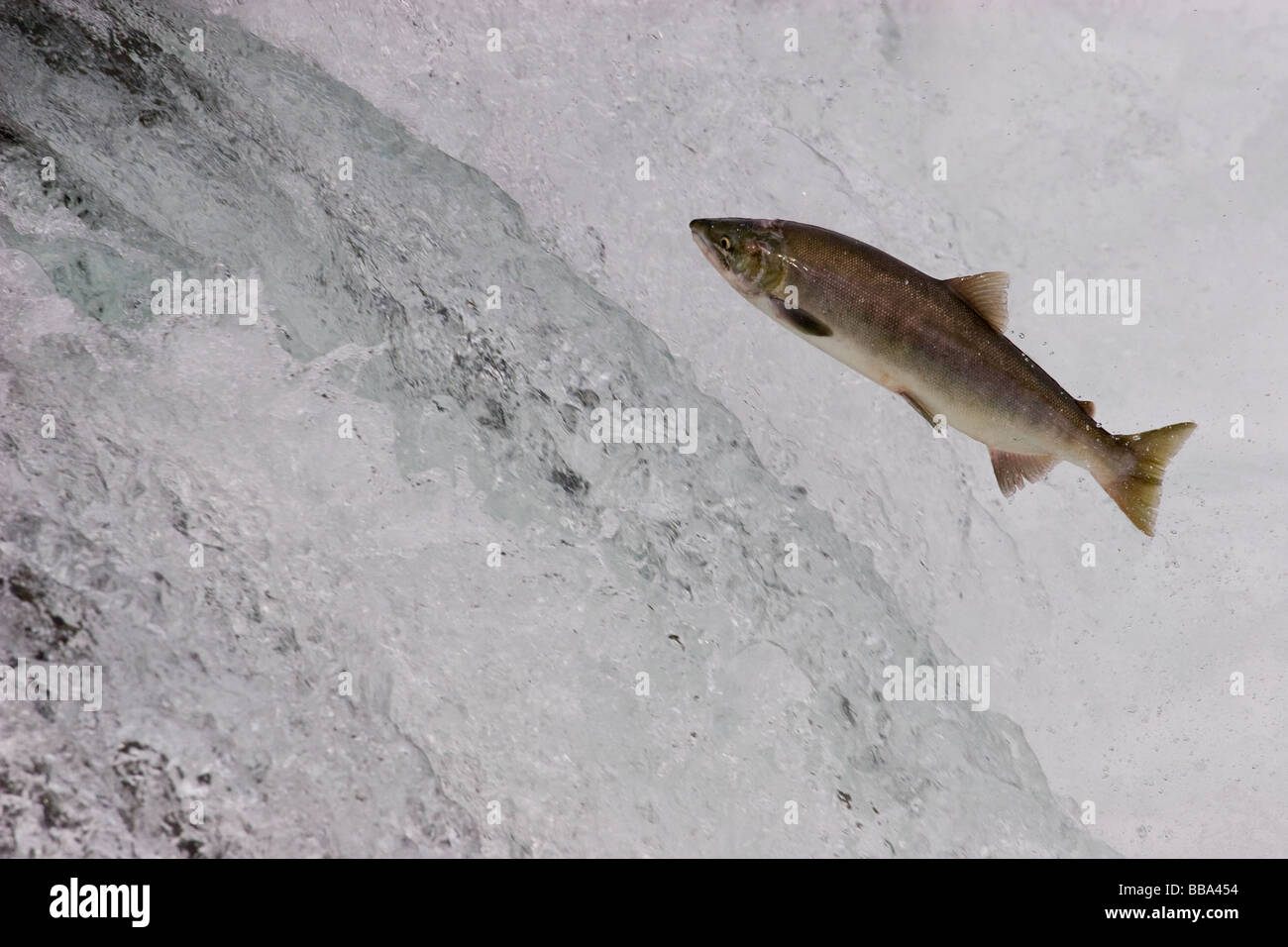 Sockeye Salmon jumping up waterfall to spawn Oncorhynchus nerka Katmai ...