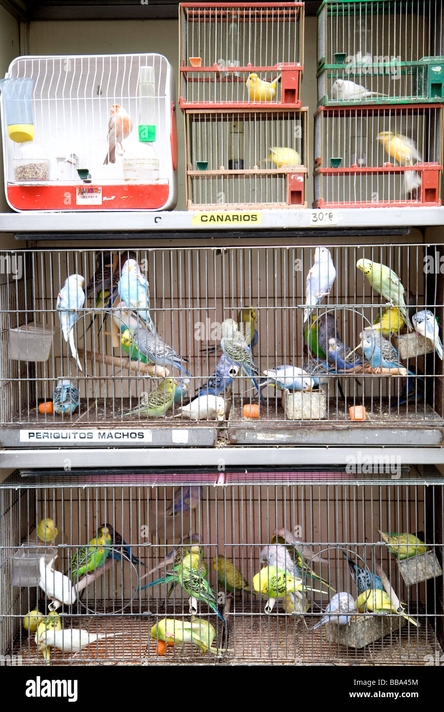 Canaries bird hi-res stock photography and images - Alamy