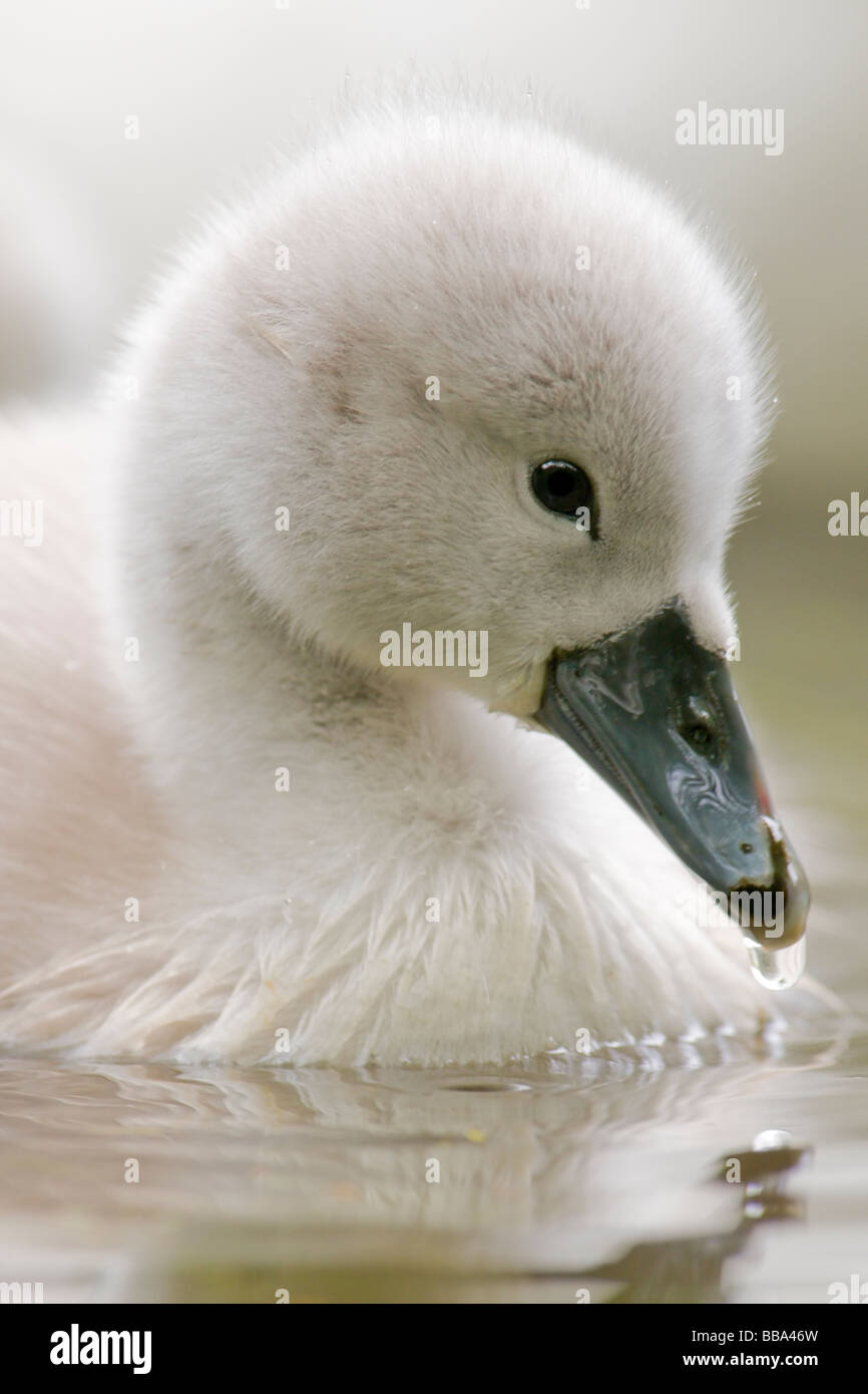 Mute Swan Cygnet Stock Photo - Alamy