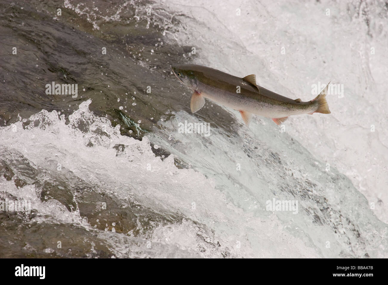 Leaping salmon columbia river hi-res stock photography and images - Alamy