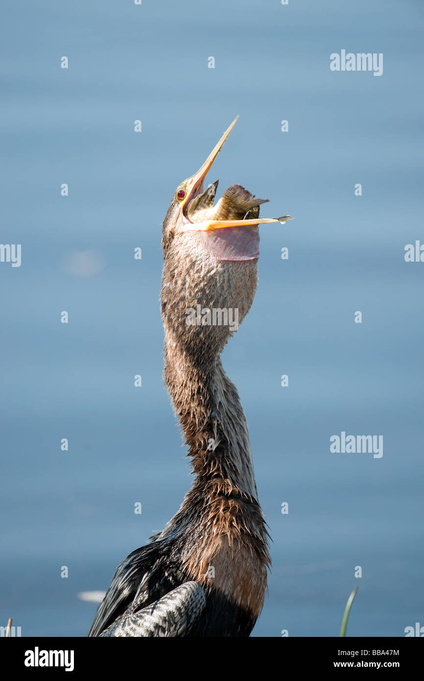 Small fish eating bird hi-res stock photography and images - Alamy
