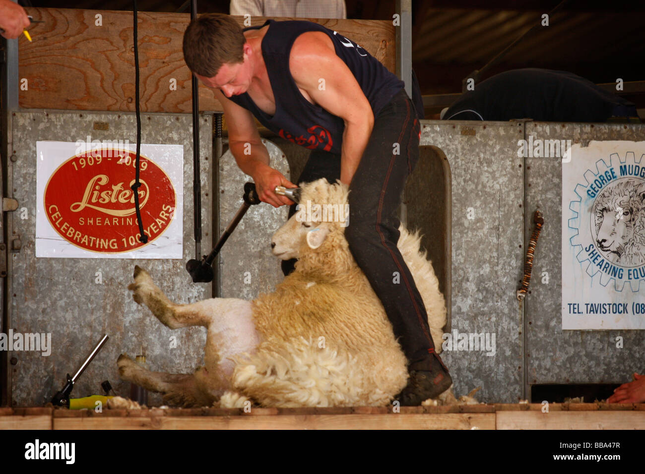 Sheep Shearing at Devon County Show Stock Photo - Alamy