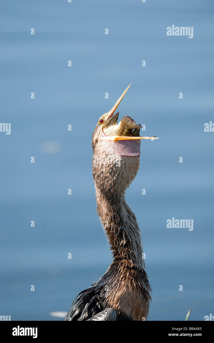 Small fish eating bird hi-res stock photography and images - Alamy