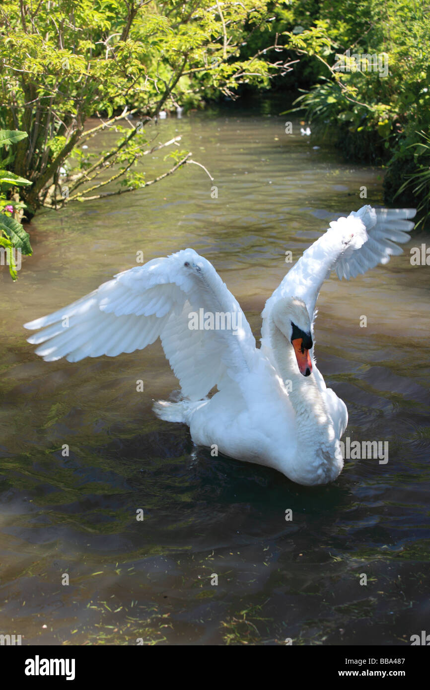 Flapping swan hi-res stock photography and images - Alamy