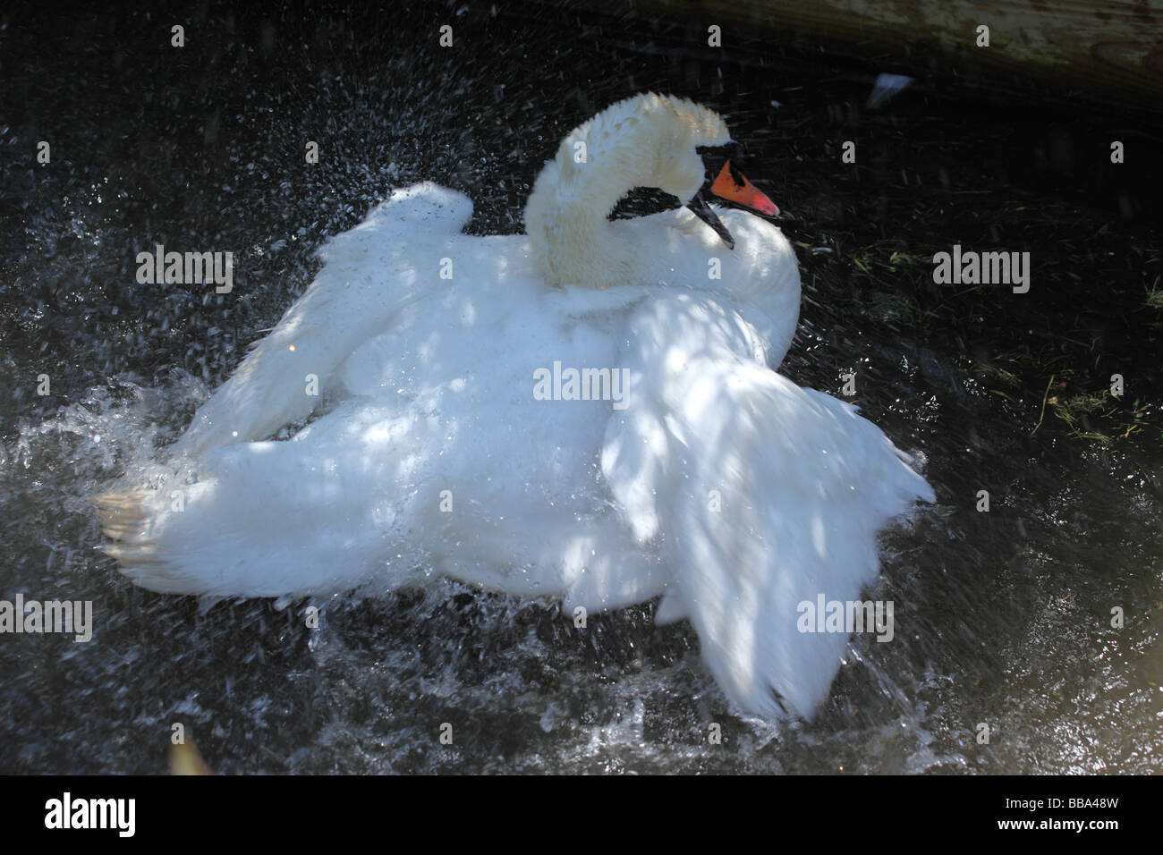 Swan washing at Abbotsbury Swannery, Dorset, England, UK Stock Photo ...