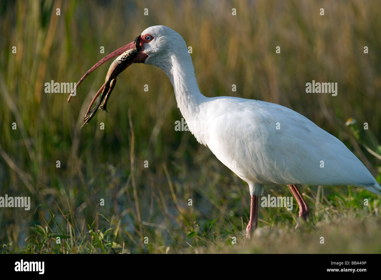 White ibis eating crab hi-res stock photography and images - Alamy