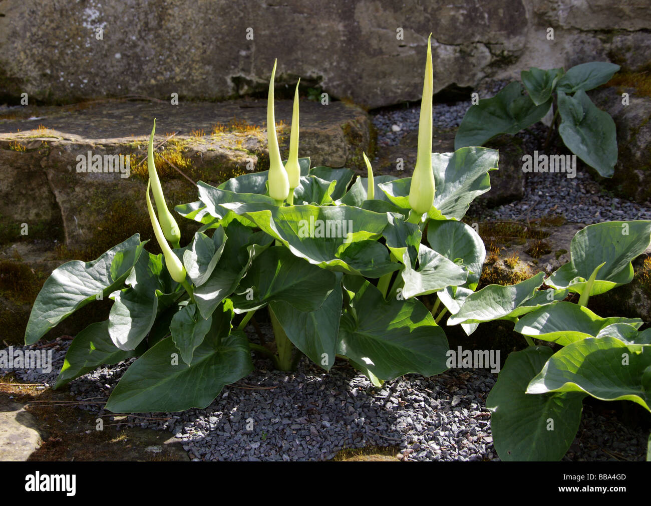 Araceae hi-res stock photography and images - Alamy