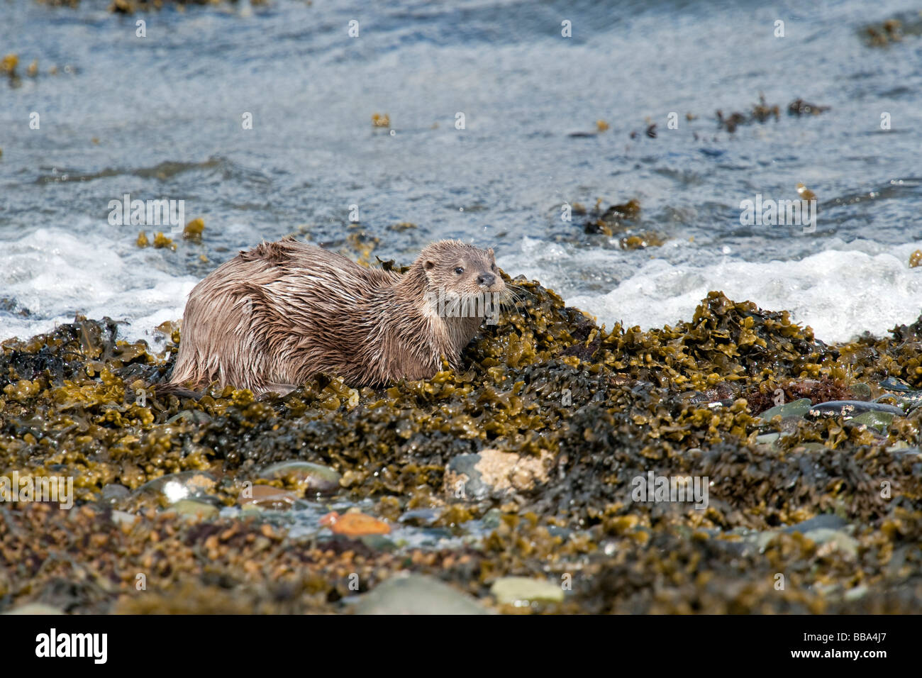Webbed feet otter hi-res stock photography and images - Alamy