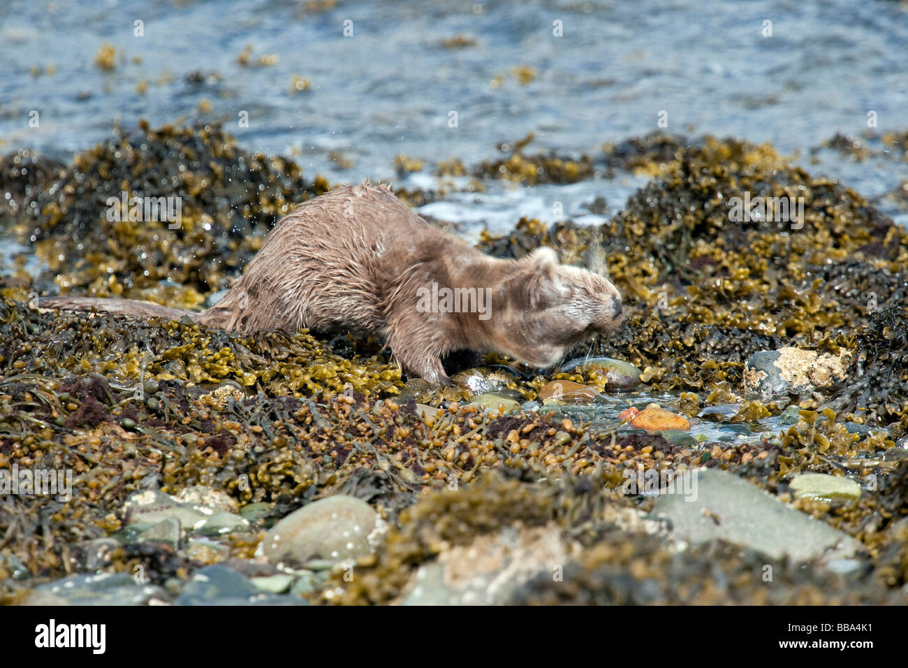 Webbed feet otter hi-res stock photography and images - Alamy