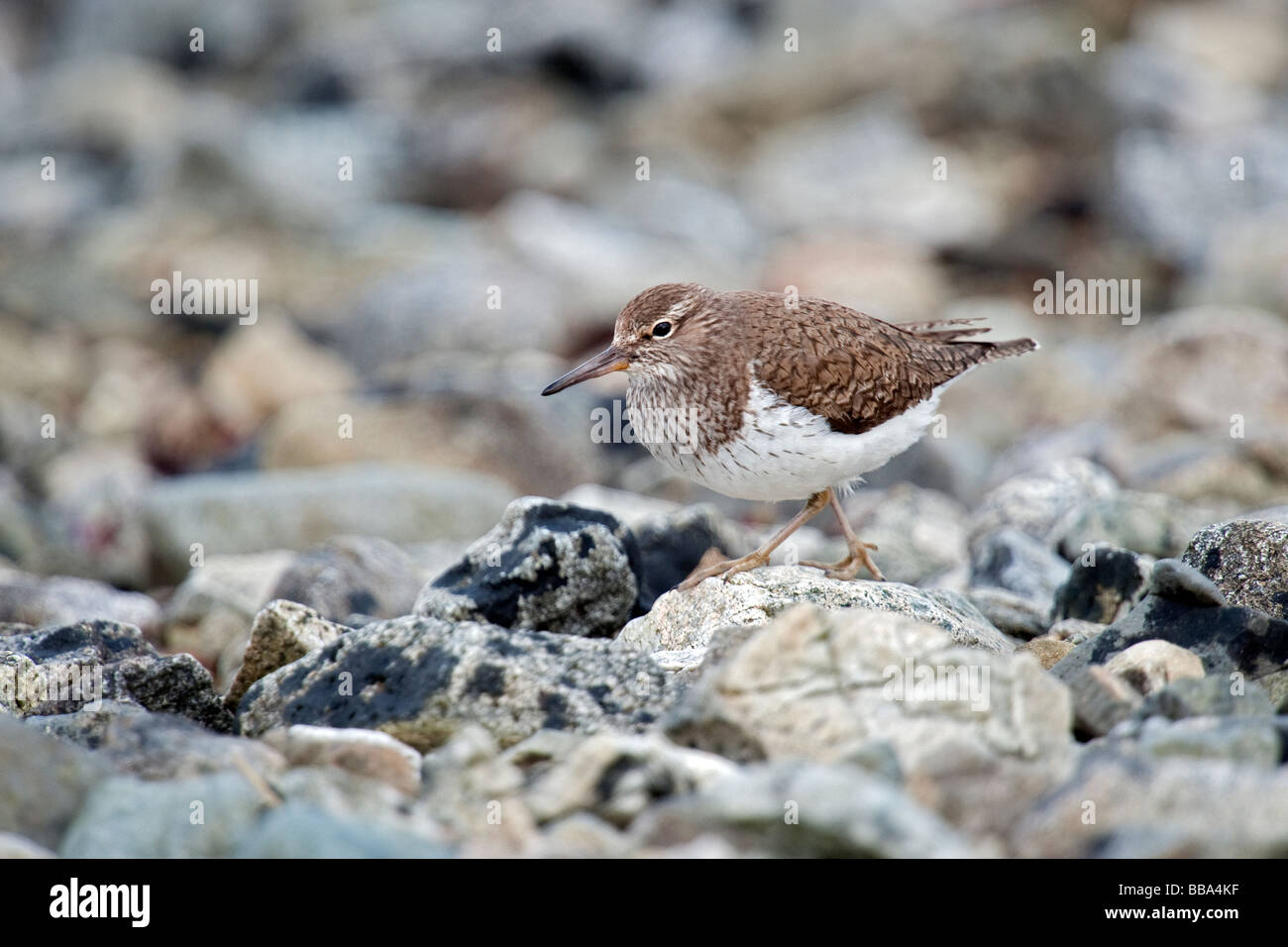 White tailed sandpiper hi-res stock photography and images - Alamy