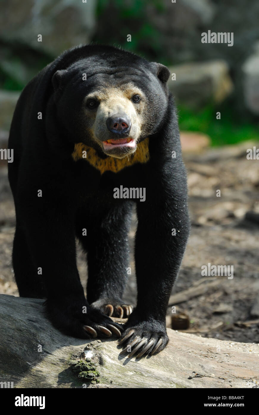 Asian sun bear hi-res stock photography and images - Alamy