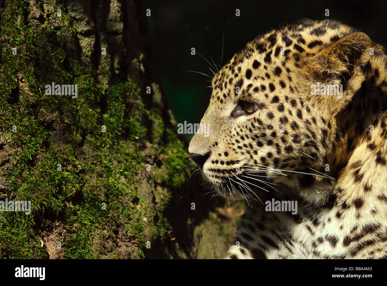 Kotiya hi-res stock photography and images - Alamy