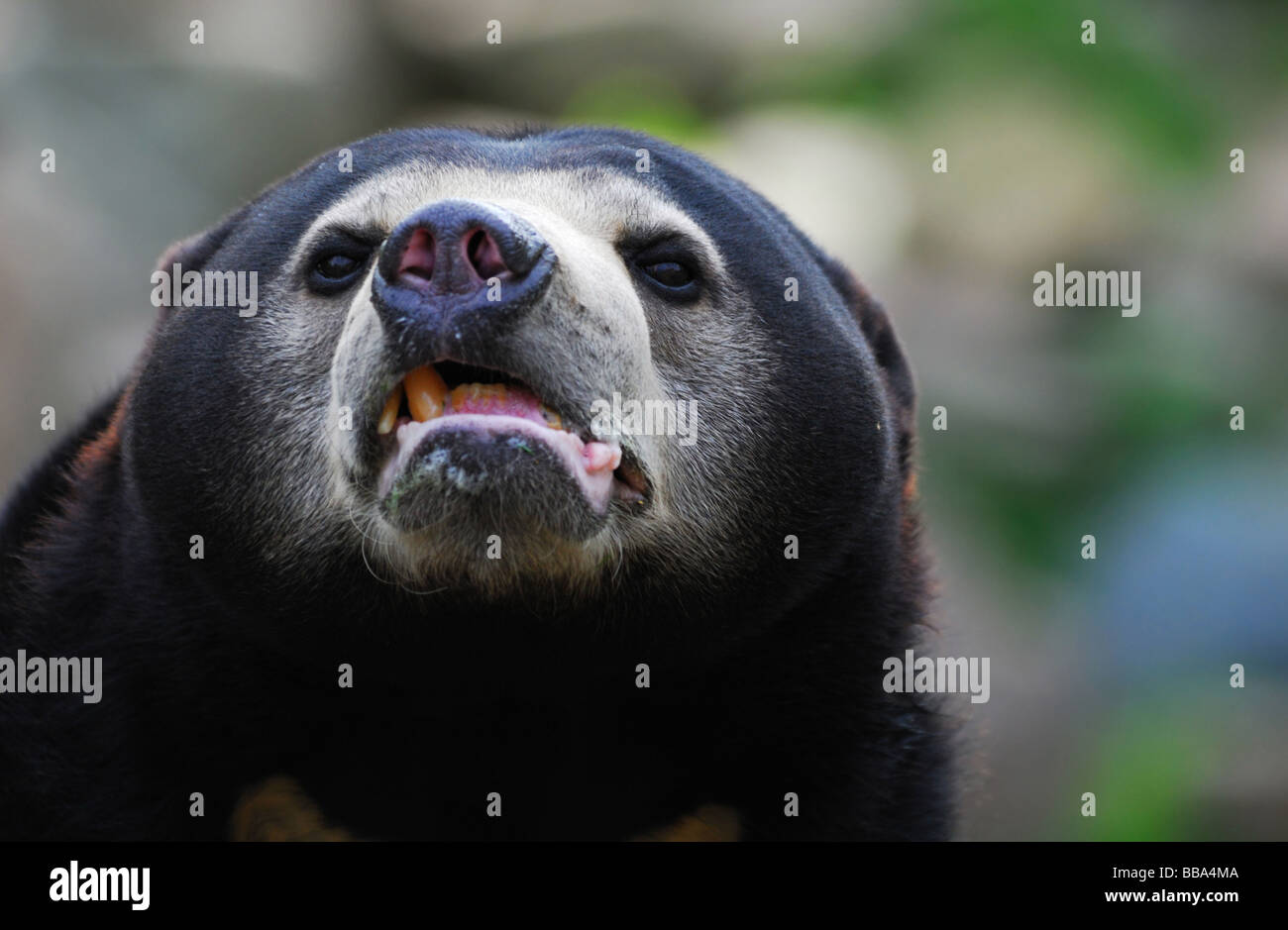 Southeast asian sun bear honey hi-res stock photography and images - Alamy