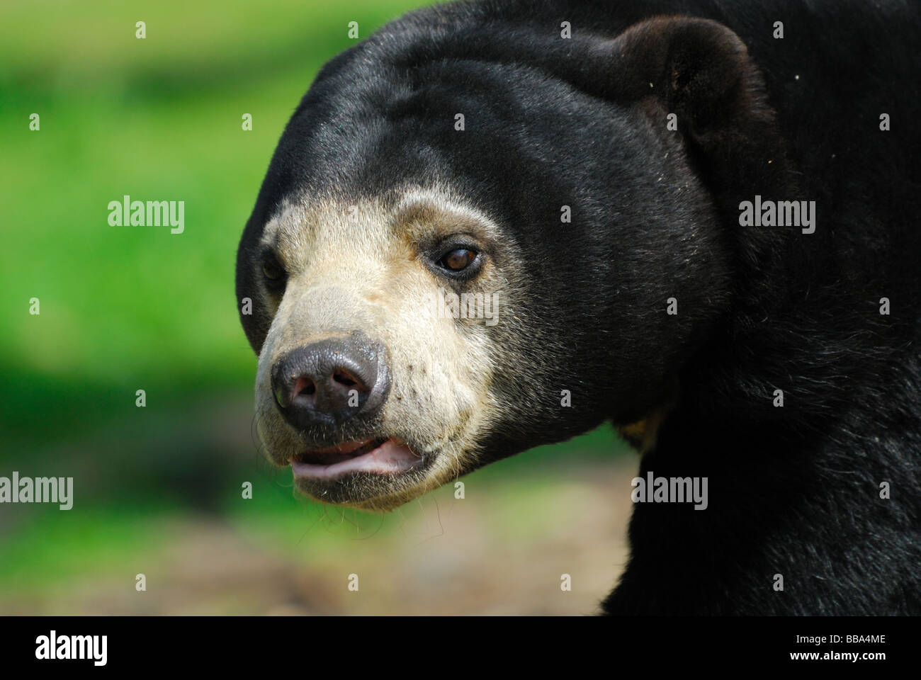 Southeast asian sun bear honey hi-res stock photography and images - Alamy