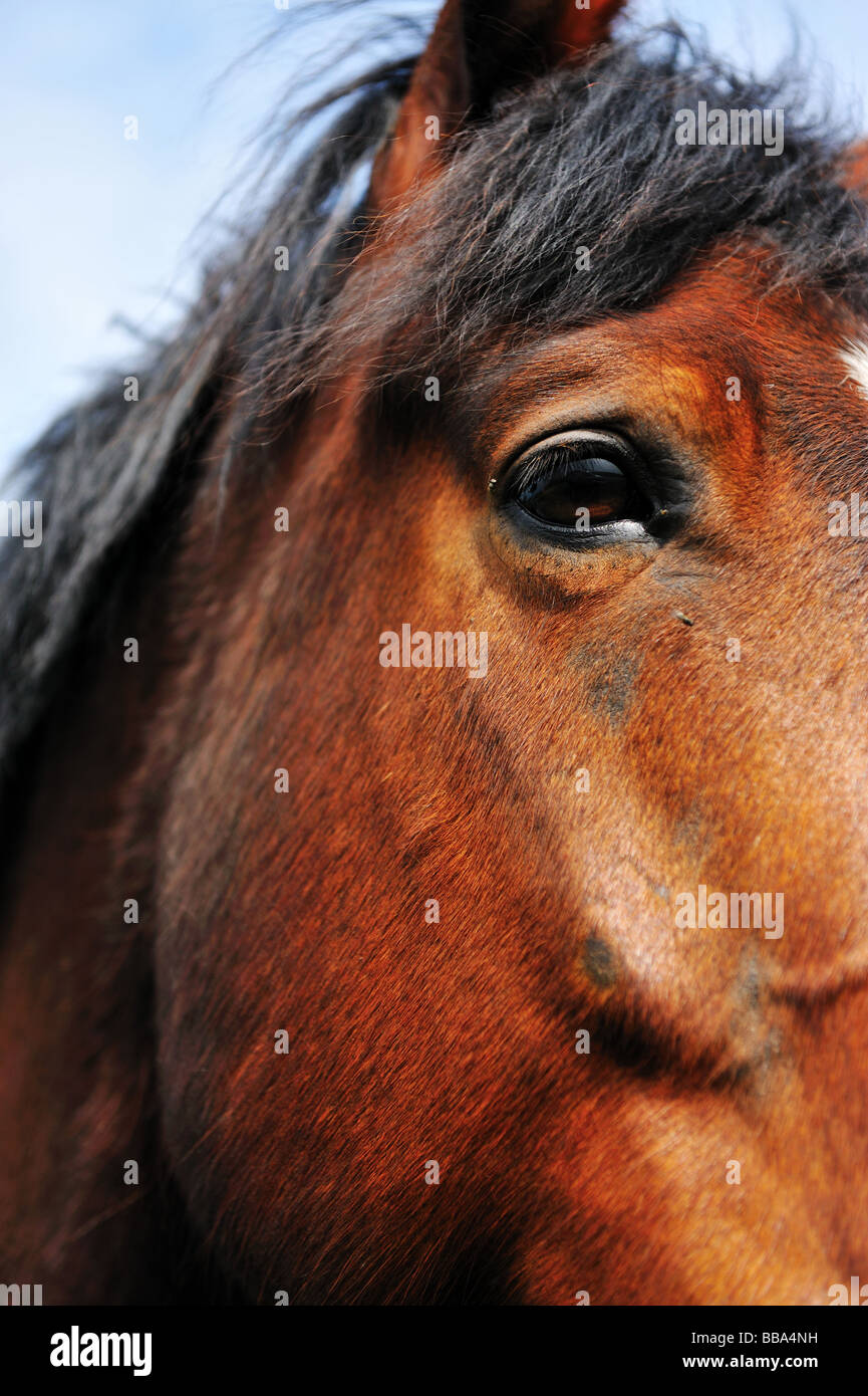 Portrait of a Beautiful brown horse Stock Photo - Alamy