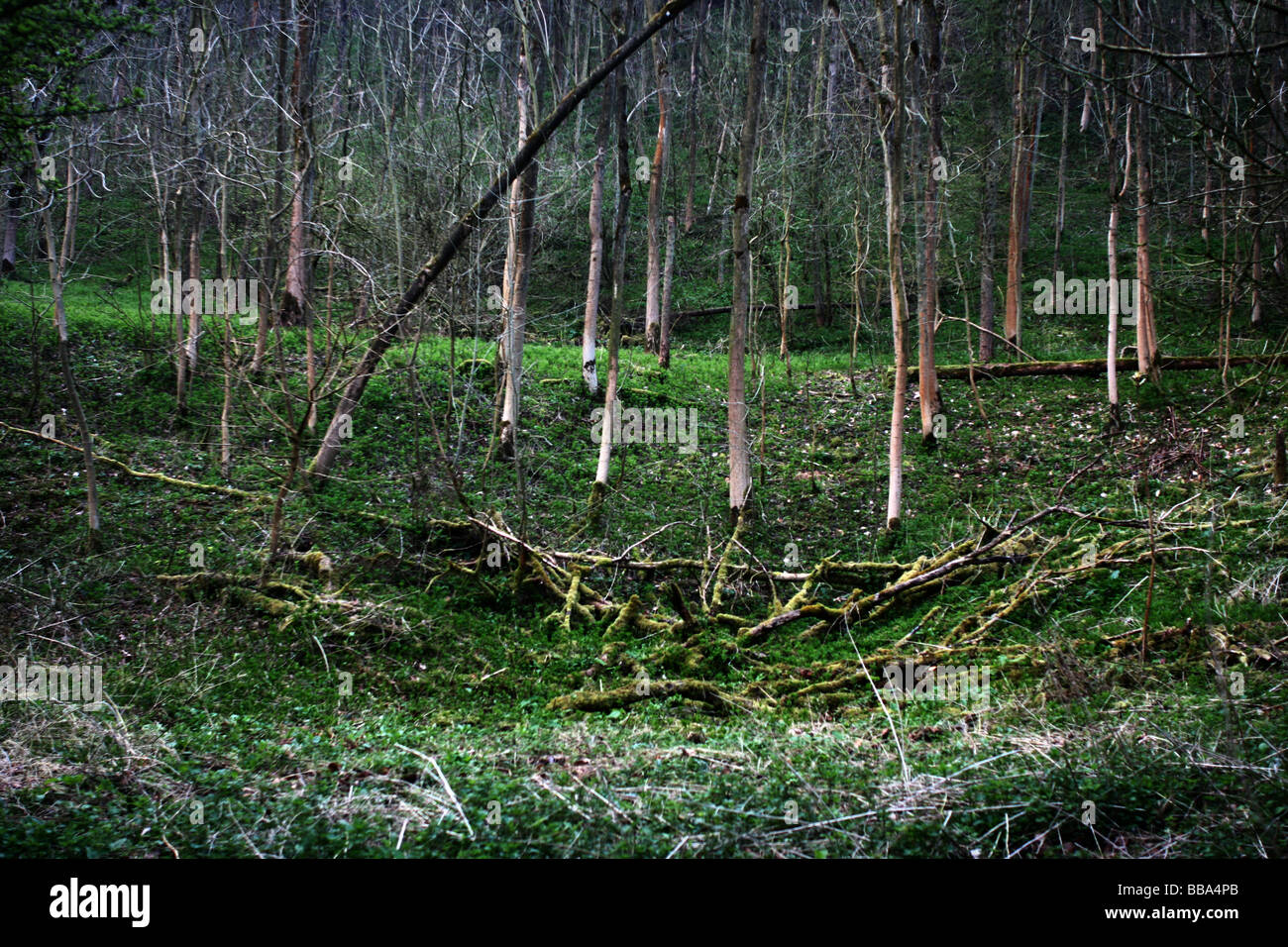 Magical forest green trees hi-res stock photography and images - Alamy