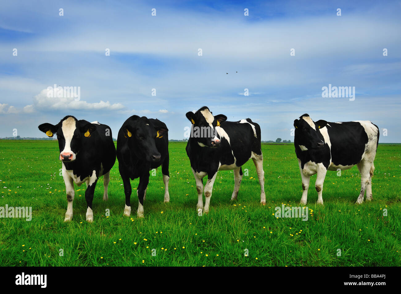 Dutch cows hi-res stock photography and images - Alamy