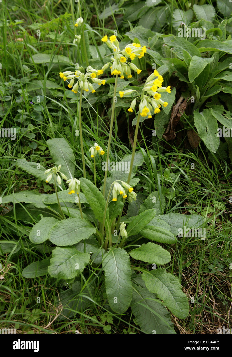 Cowslip, Primula veris, Primulaceae. A Common British Wild Flower Stock ...