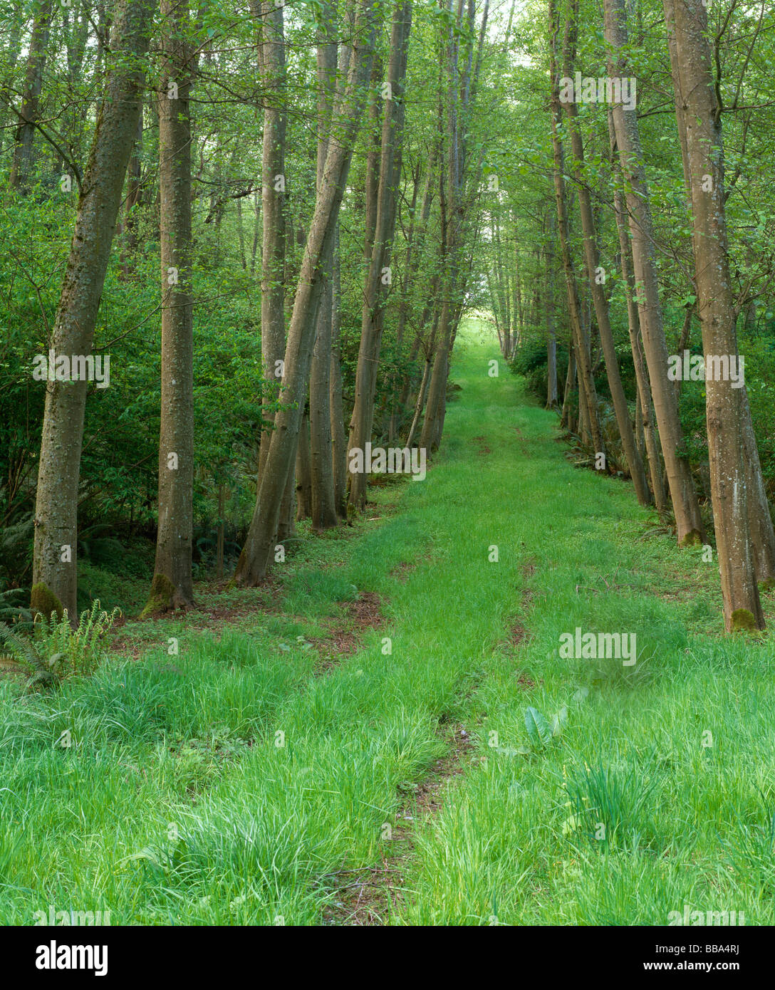 Vashon Maury Island WA Grassy path through an alder (Alnus rubra ...