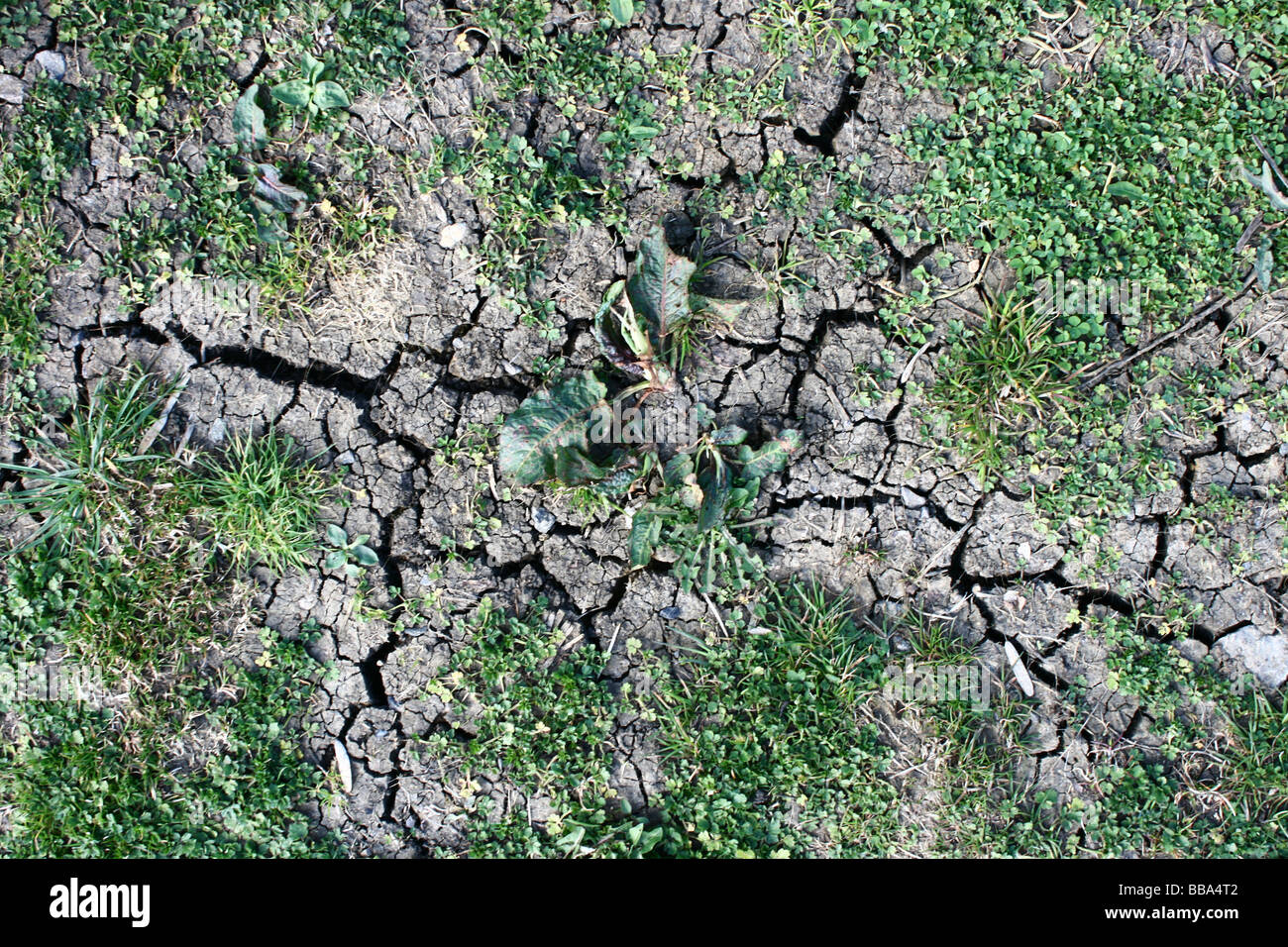 Cracked soil water hi-res stock photography and images - Alamy