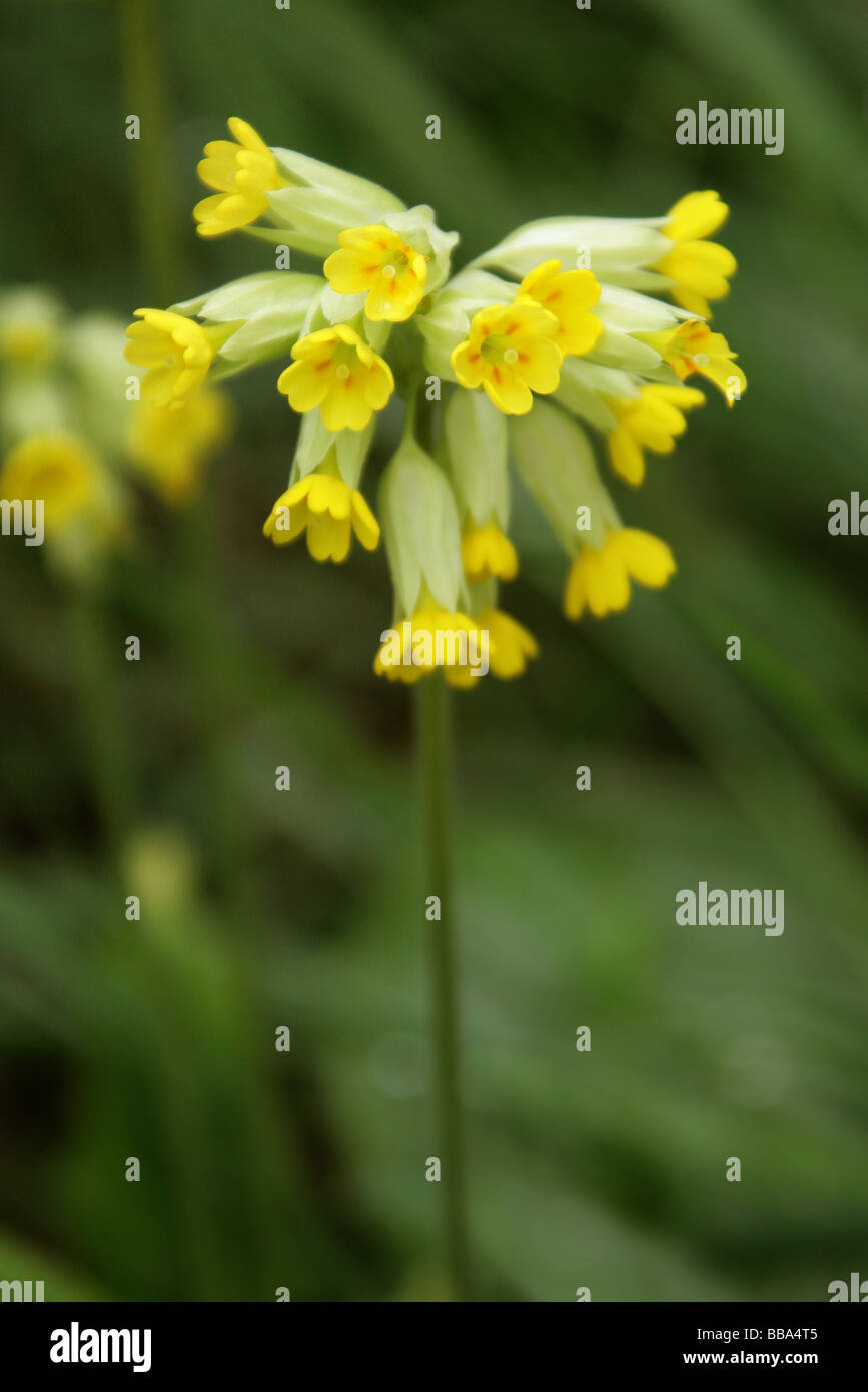Cowslip, Primula veris, Primulaceae. A Common British Wild Flower Stock ...