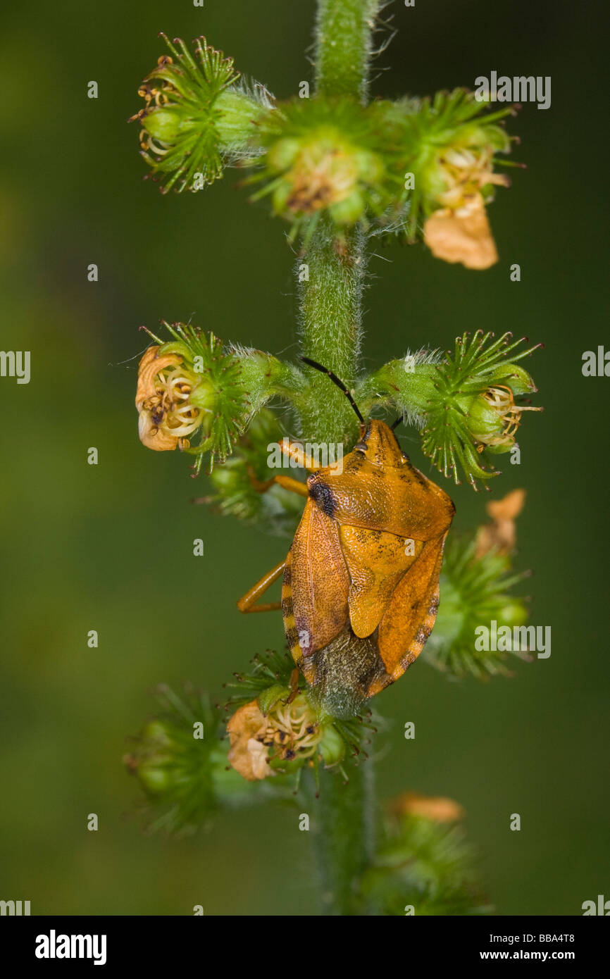 Shield bug pentatomidae hi-res stock photography and images - Alamy