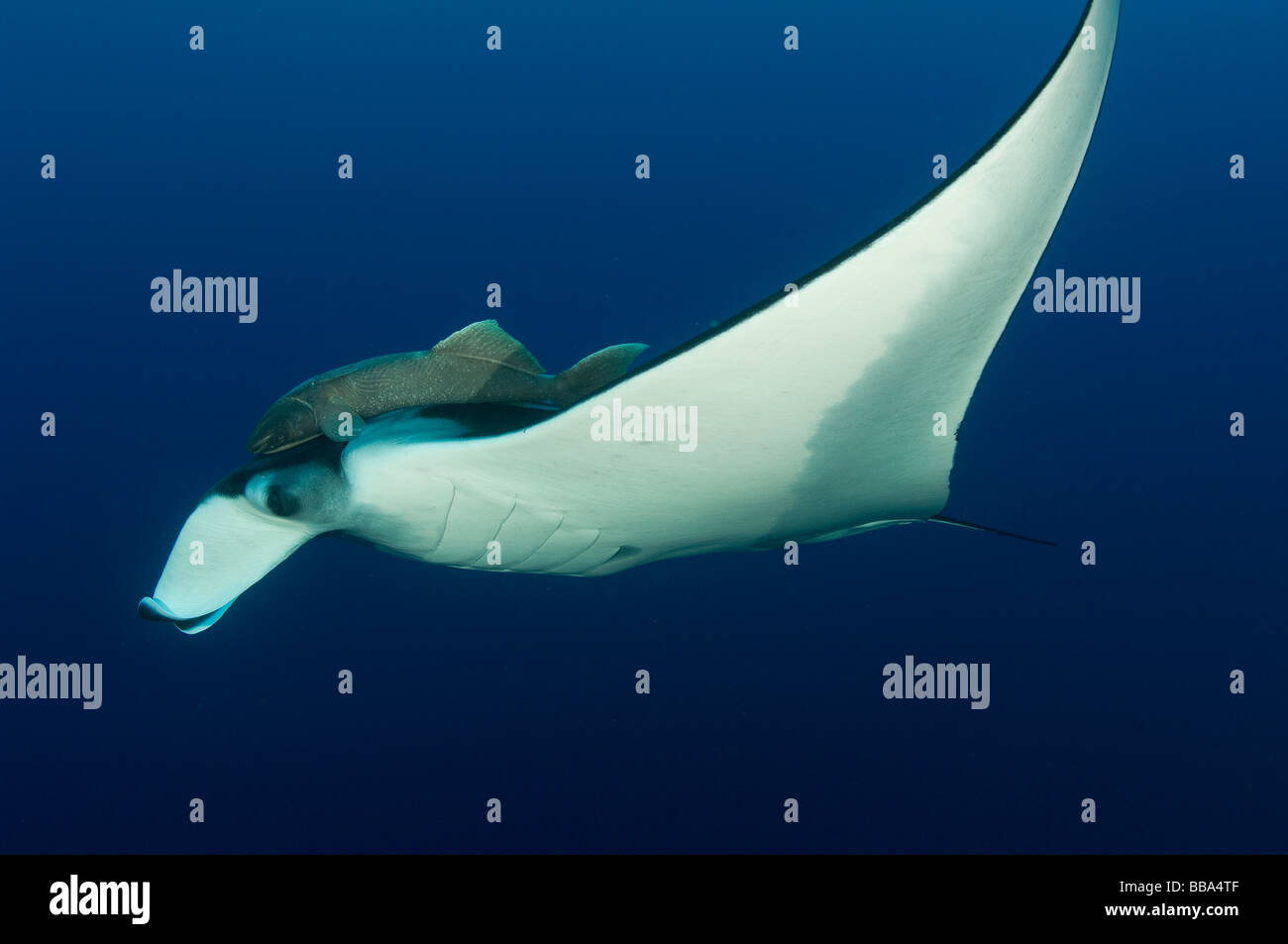 Giant Manta Ray Manta birostris underwater Stock Photo - Alamy