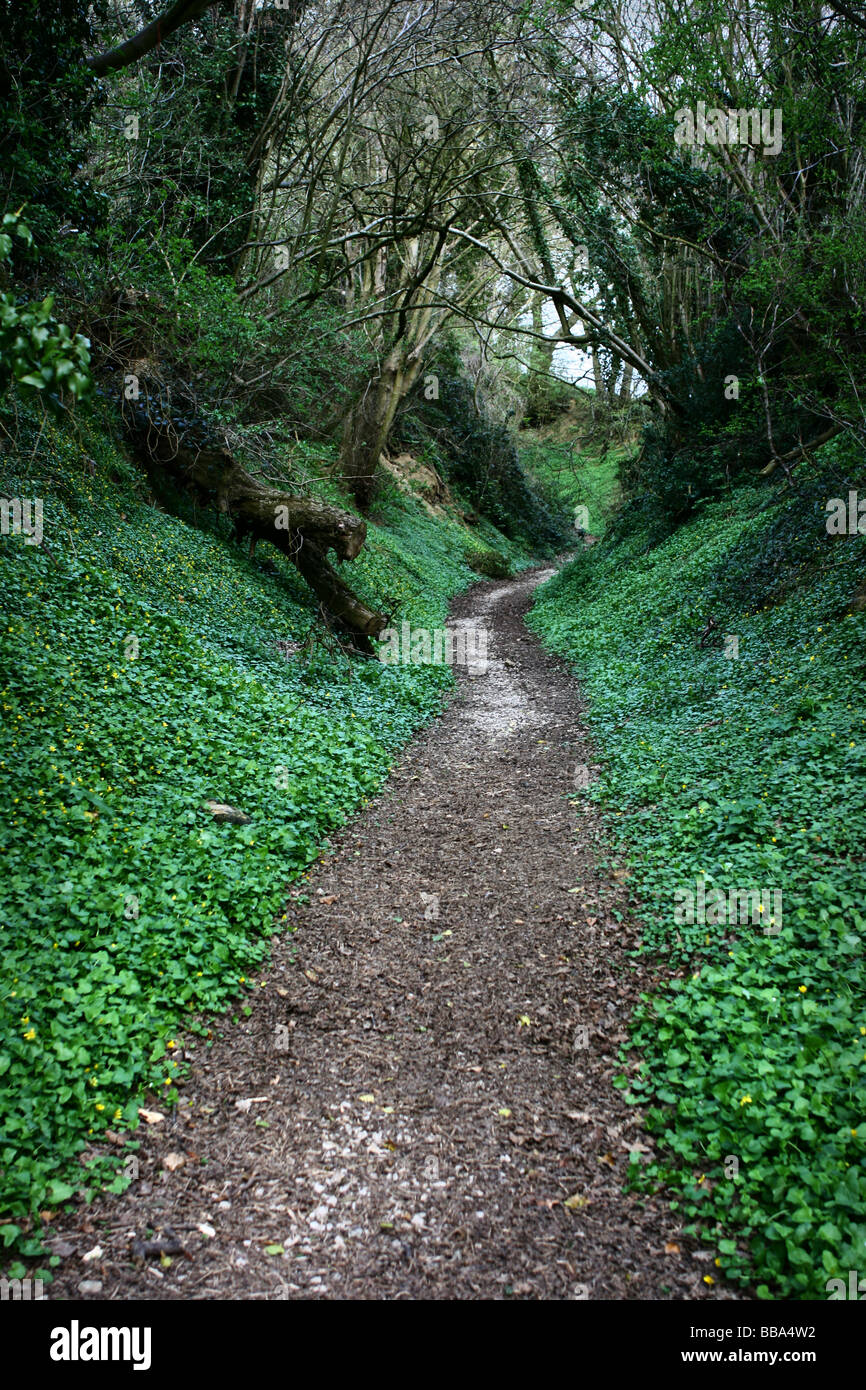 Steep path in forest hi-res stock photography and images - Alamy