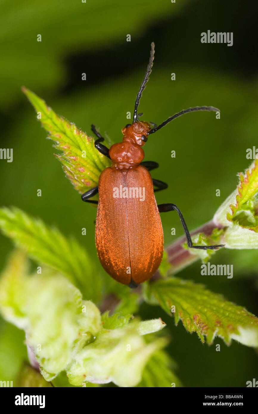 Red-headed Cardinal Beetle (Pyrochroa serraticornis) crawling on ...