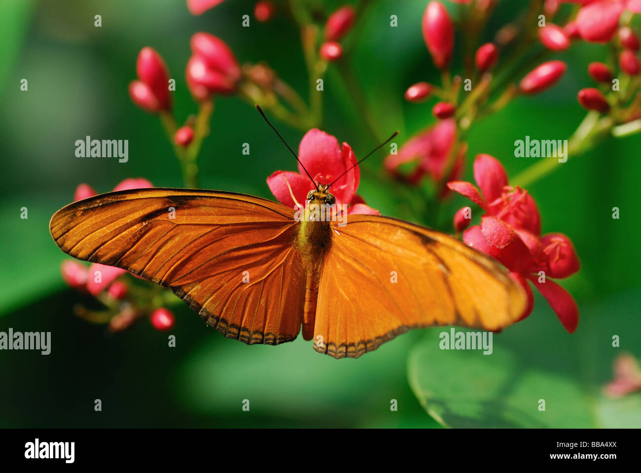Julia butterfly hi-res stock photography and images - Alamy