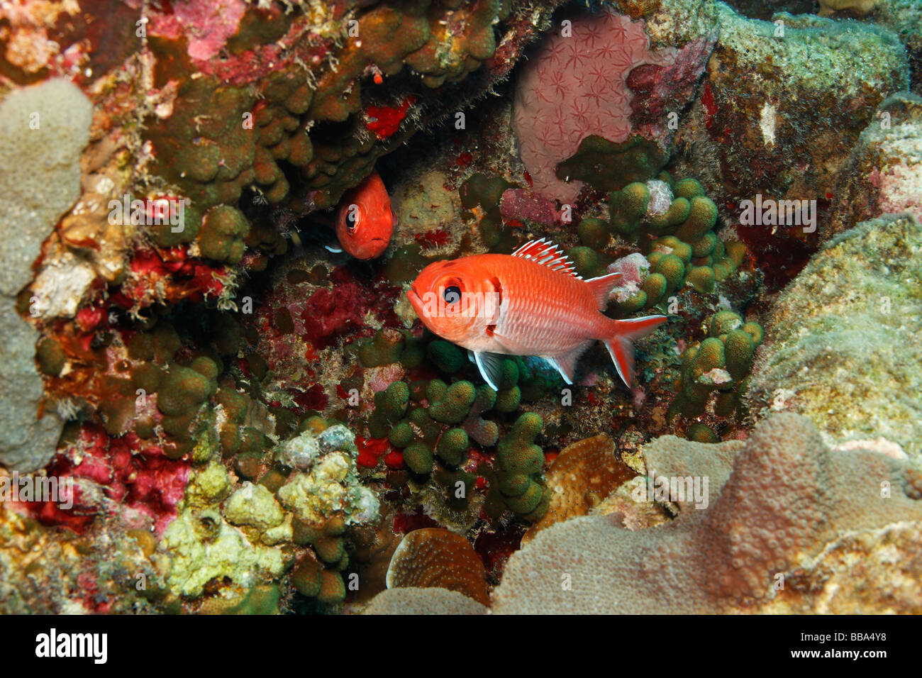Blackbar soldierfish caribbean hi-res stock photography and images - Alamy