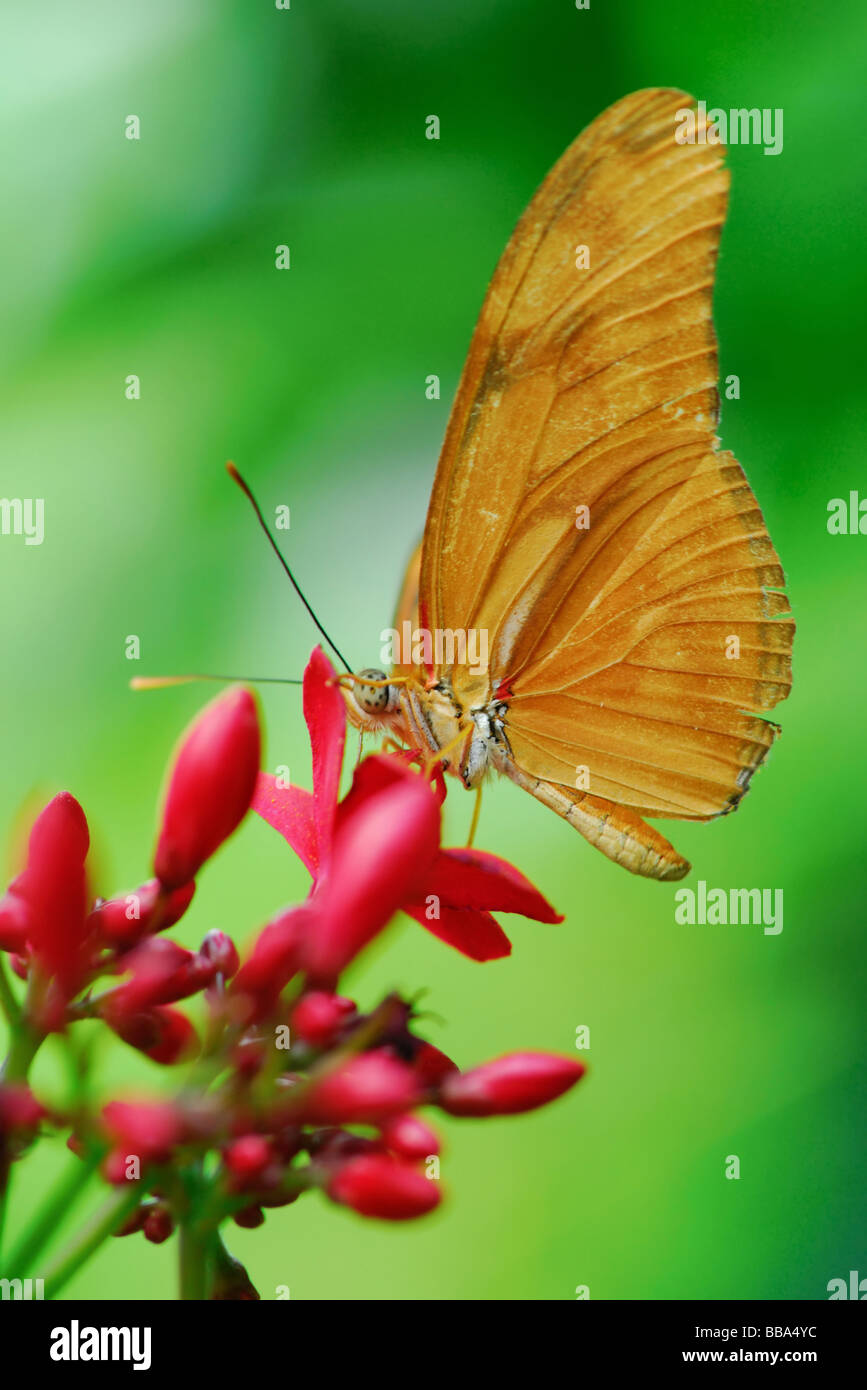 Julia Butterfly or Julia Heliconian on a flower Dryas julia Stock Photo ...