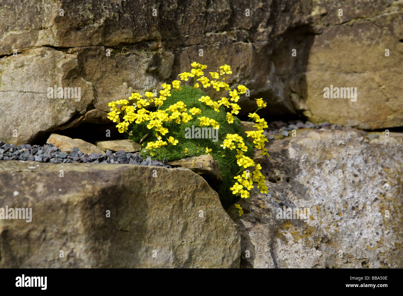 Whitlow grass hi-res stock photography and images - Alamy