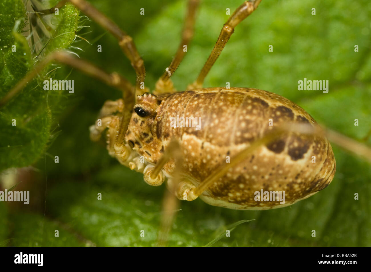 close up of a Common Harvestman (Phalangium opilio Stock Photo - Alamy