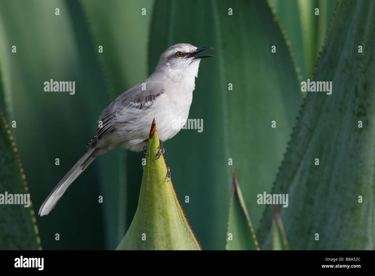 Mockingbird feathers hi-res stock photography and images - Alamy