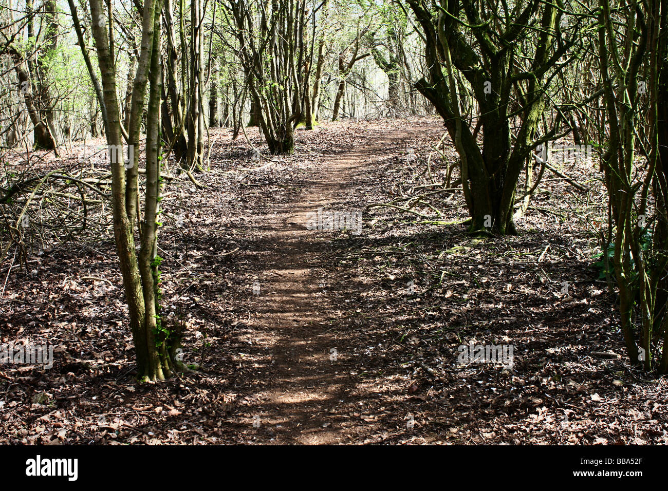 Shadows tree hi-res stock photography and images - Alamy