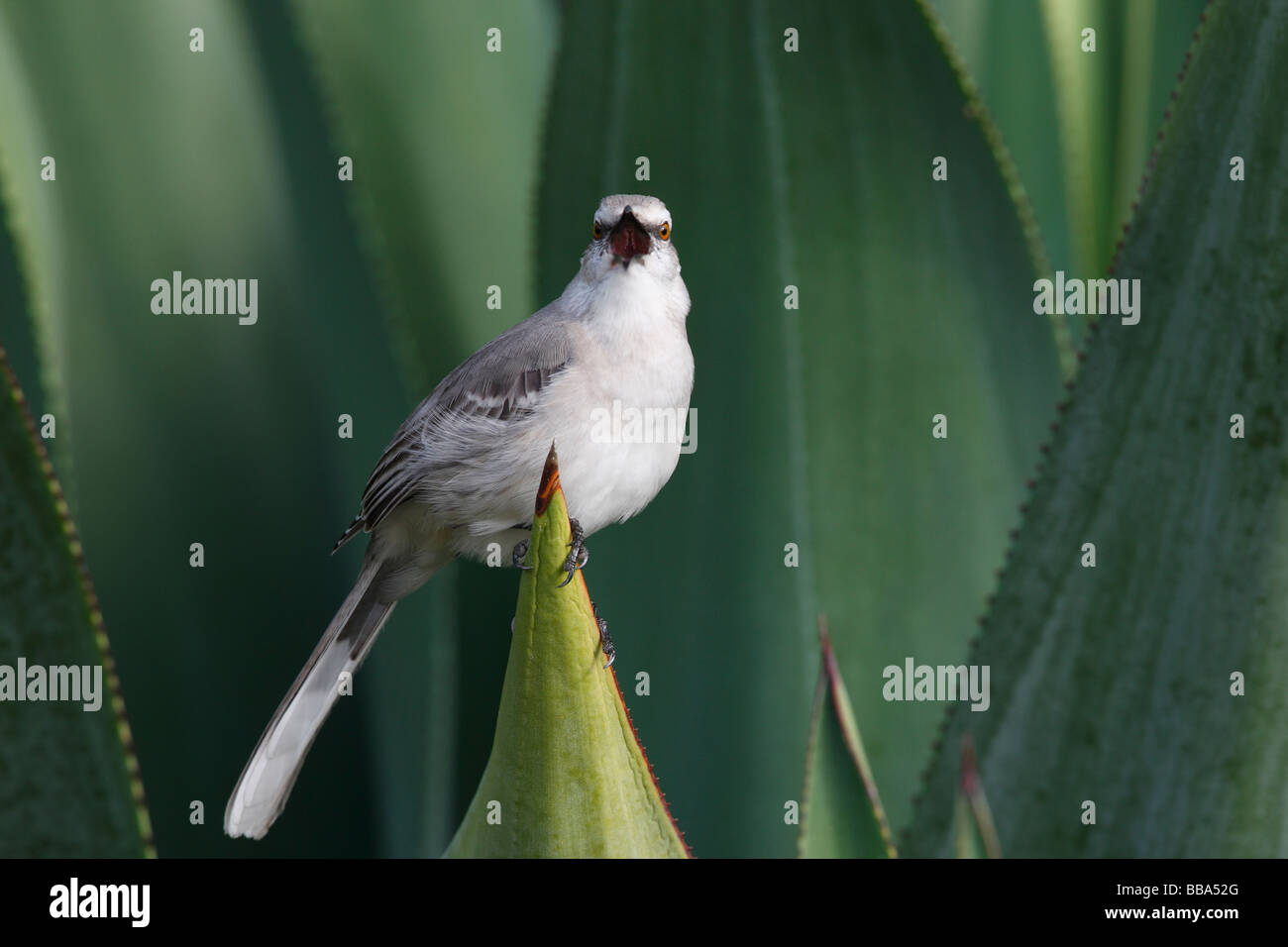 Mockingbird feathers hi-res stock photography and images - Alamy