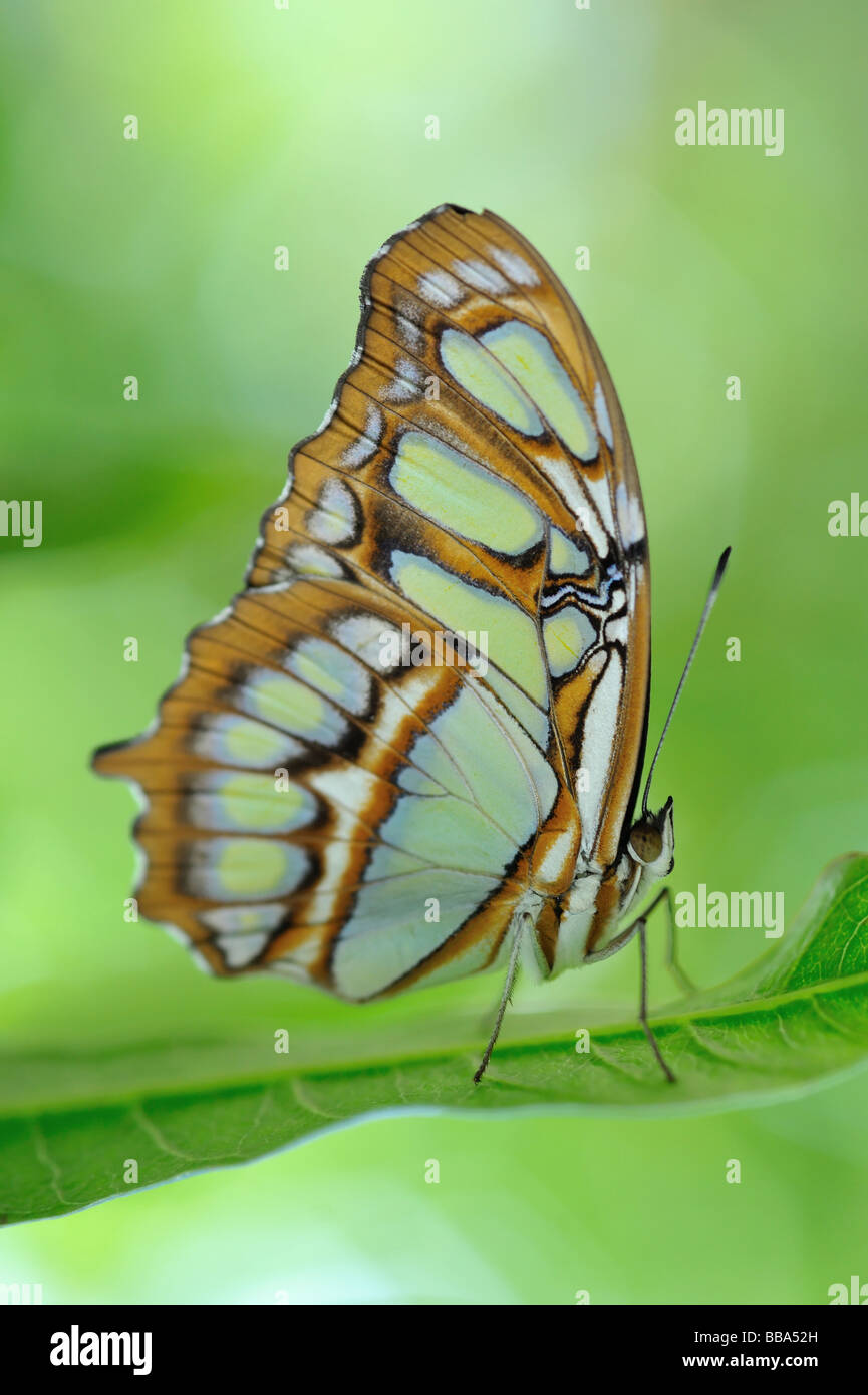 Bamboo page butterfly hi-res stock photography and images - Alamy