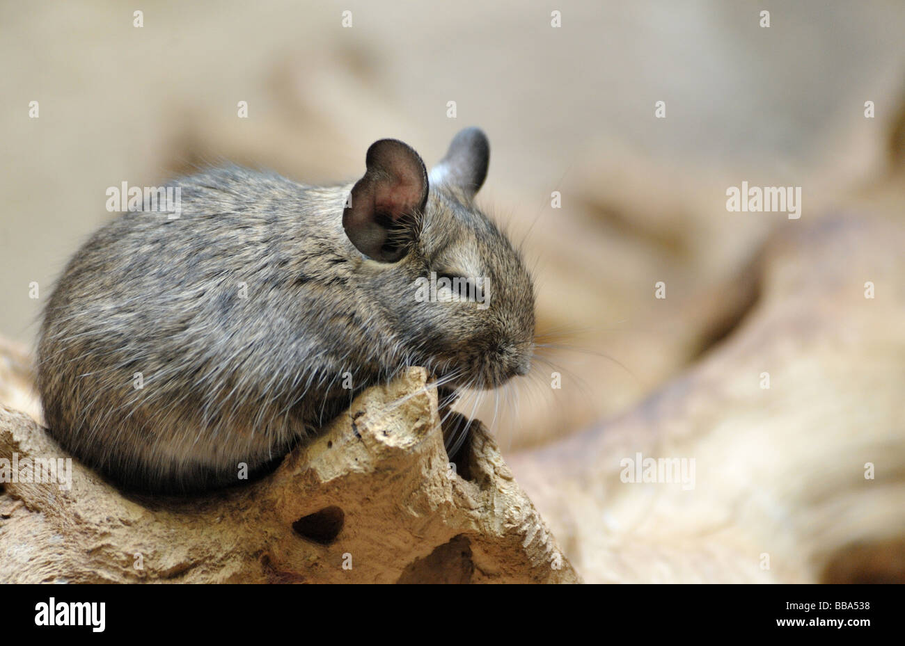 Chinchilla lanigera hi-res stock photography and images - Alamy