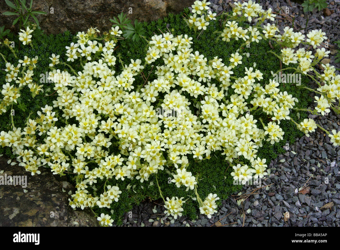 Alpine saxifrage hi-res stock photography and images - Alamy