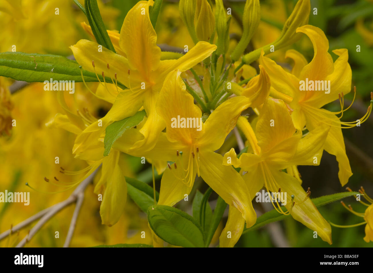 Yellow Azalea Rhododendron Luteum Stock Photo - Alamy