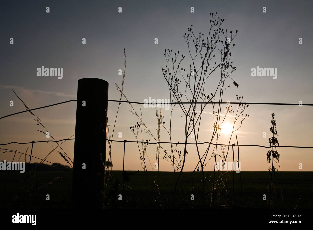 Sunset through wire farm fencing Stock Photo - Alamy