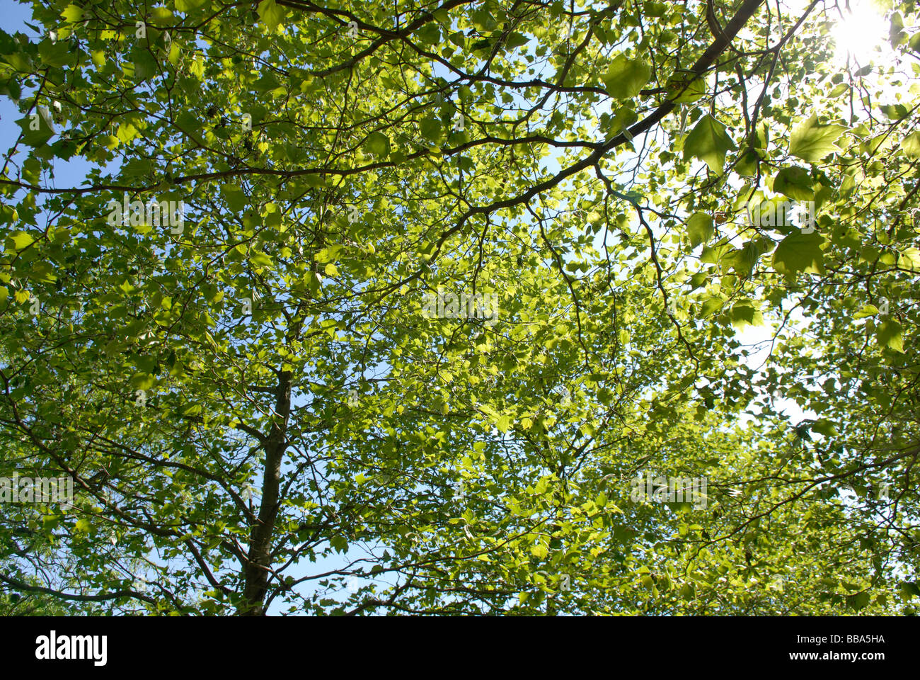 Botany patron hi-res stock photography and images - Alamy