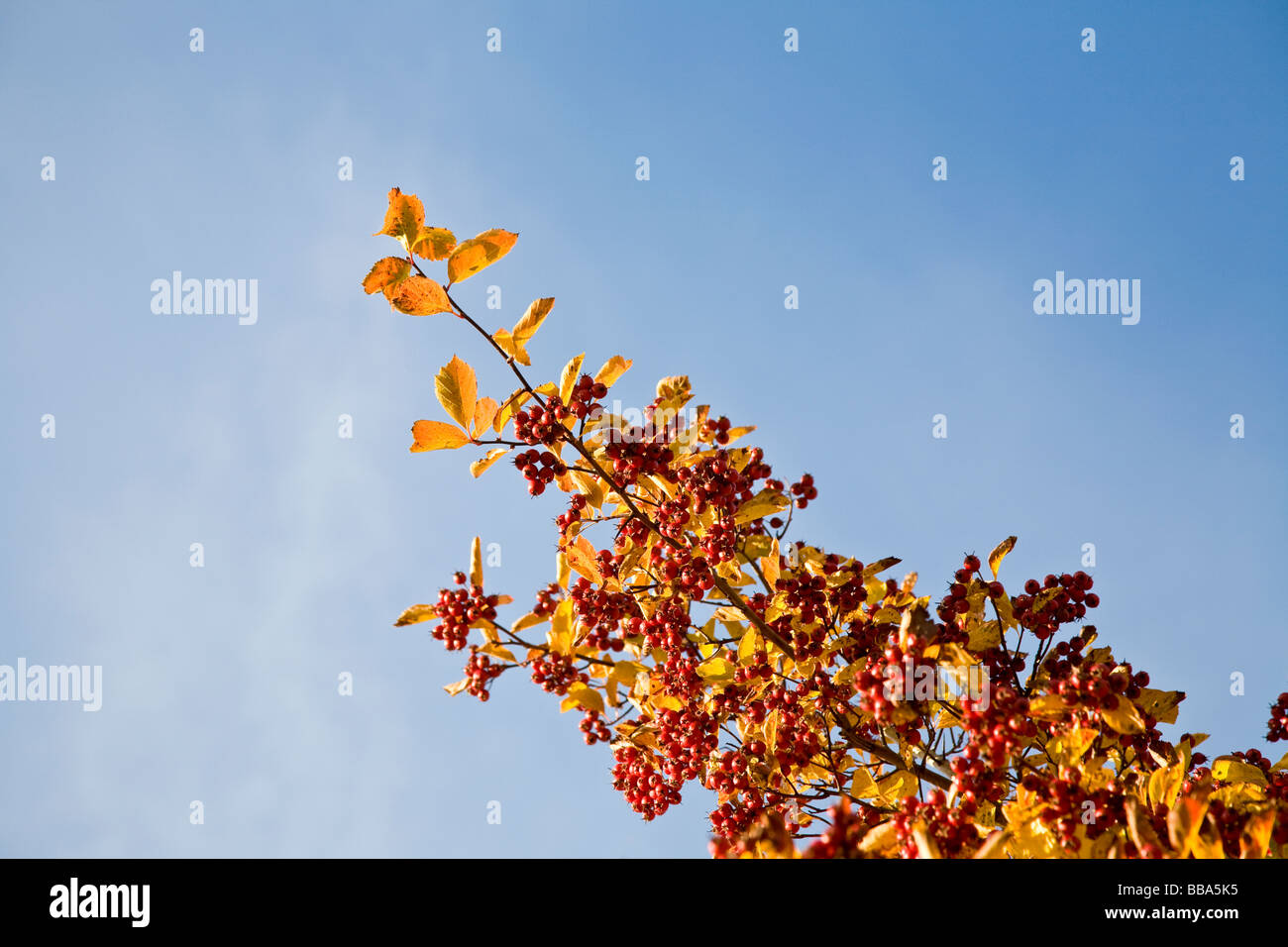 Golden leaves blue sky Stock Photo - Alamy