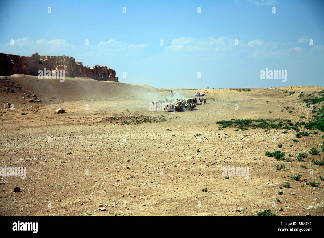 Sheep herders outside the ancient ruins of Rasafa Syria Stock Photo - Alamy