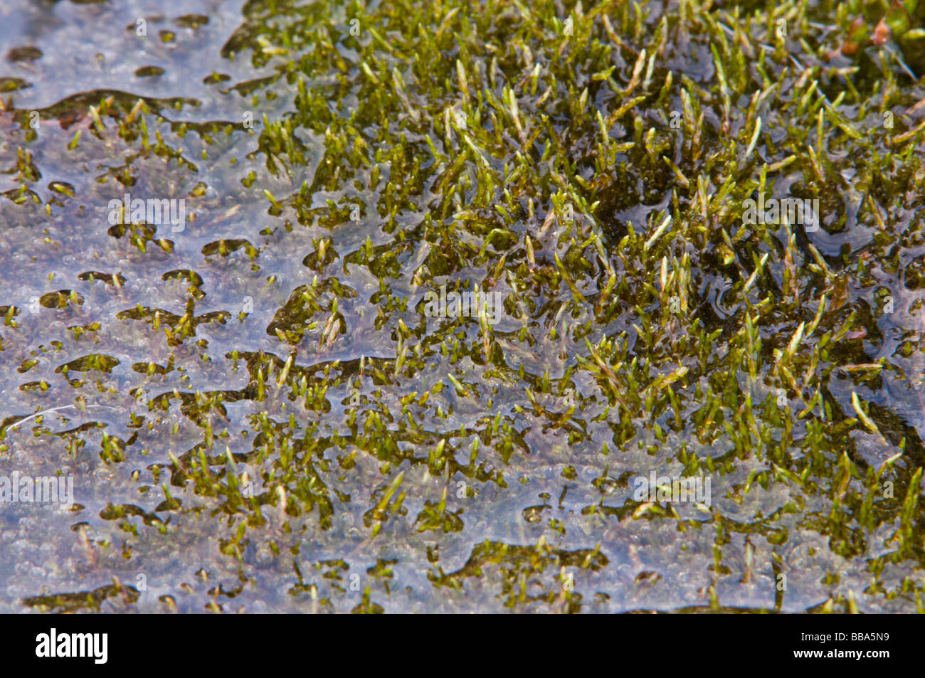 Arctic moss hi-res stock photography and images - Alamy
