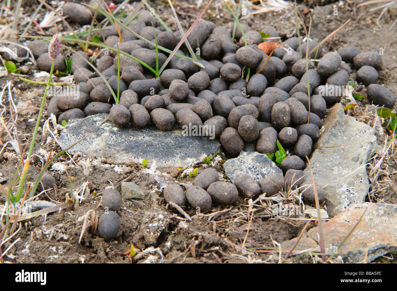 Reindeer feces Svalbard Stock Photo - Alamy
