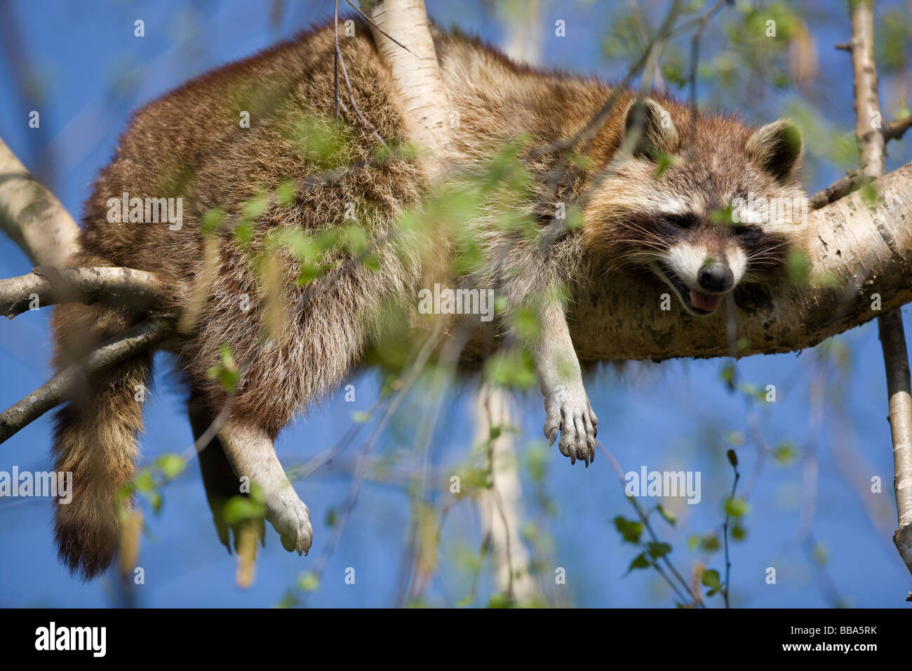 Raccoons Where To Sleep