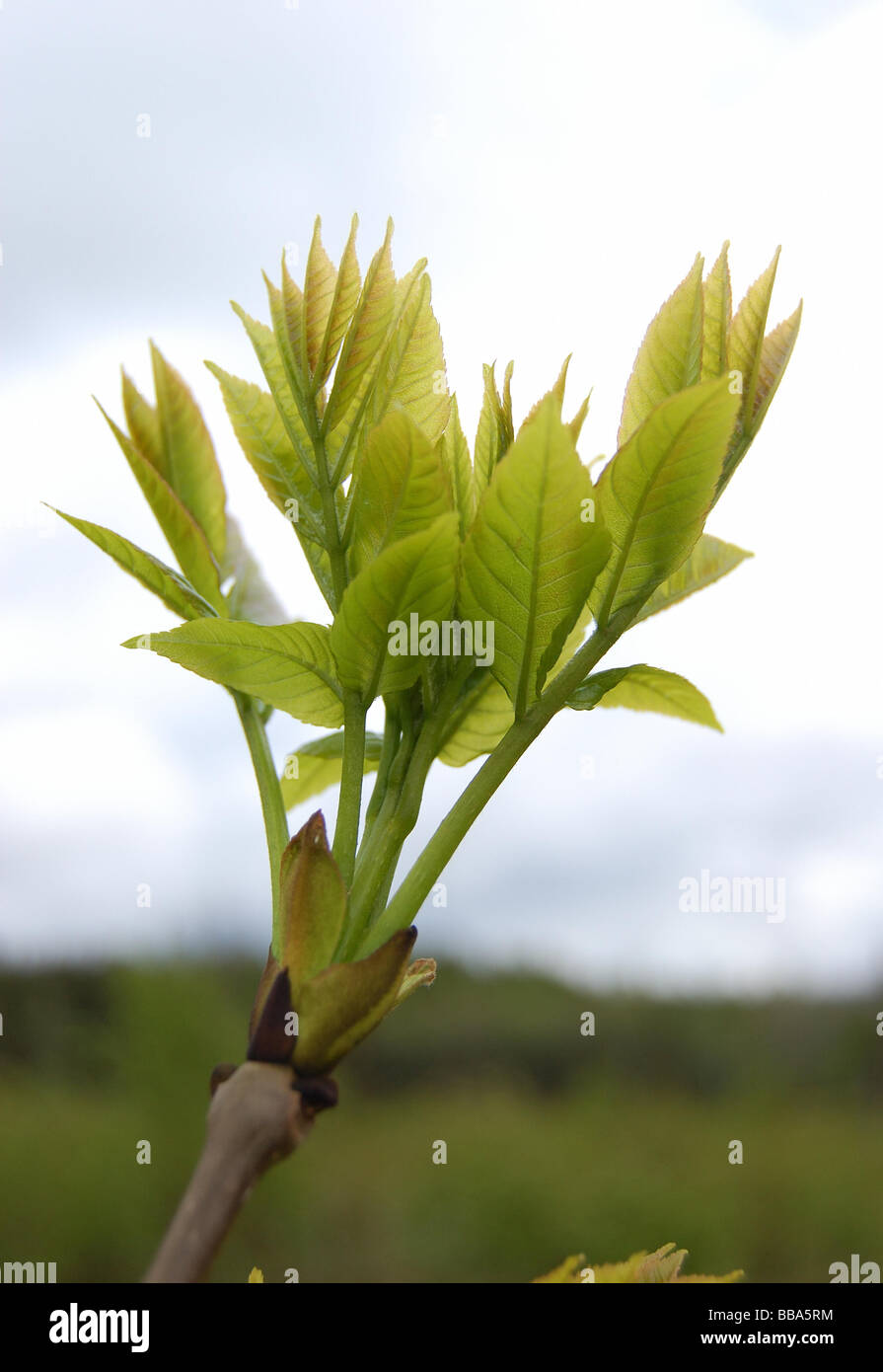 new shoots on an ash tree Stock Photo - Alamy